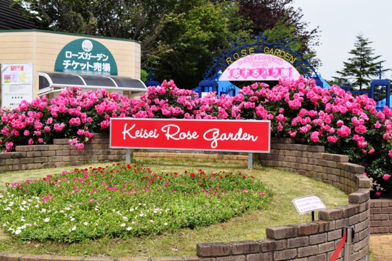 京成バラ園でロマンティックなデートを楽しもう！ | 遊ナビ