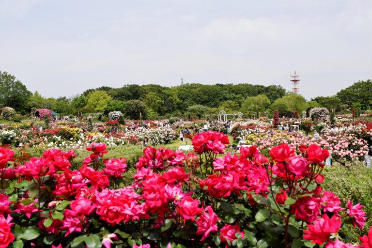 京成バラ園でロマンティックなデートを楽しもう！ | 遊ナビ